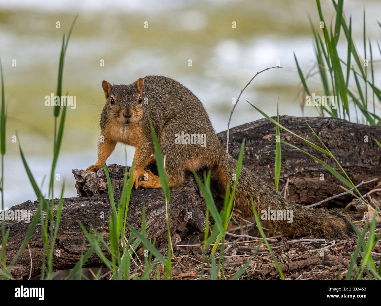 An energetic Fox Squirrel takes a break from foraging to check out the ...
