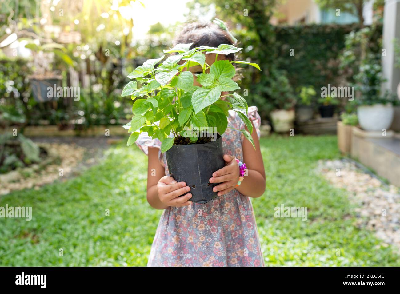A little girl holding a basil tree in a plastic bag Stock Photo - Alamy