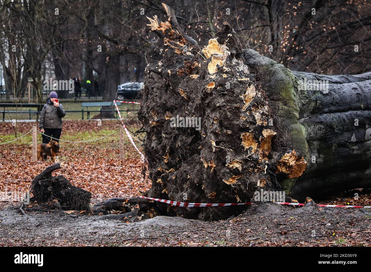 120 year old tree trunk hi-res stock photography and images - Alamy