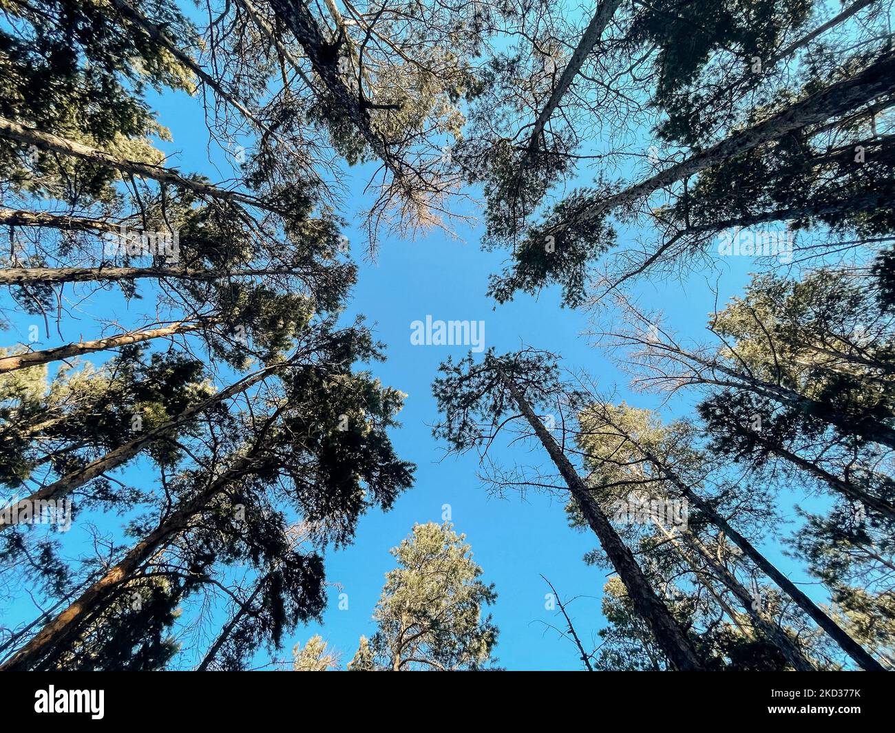 A walking tree. Dancing trees. Trees on the shore of Lake Baikal ...
