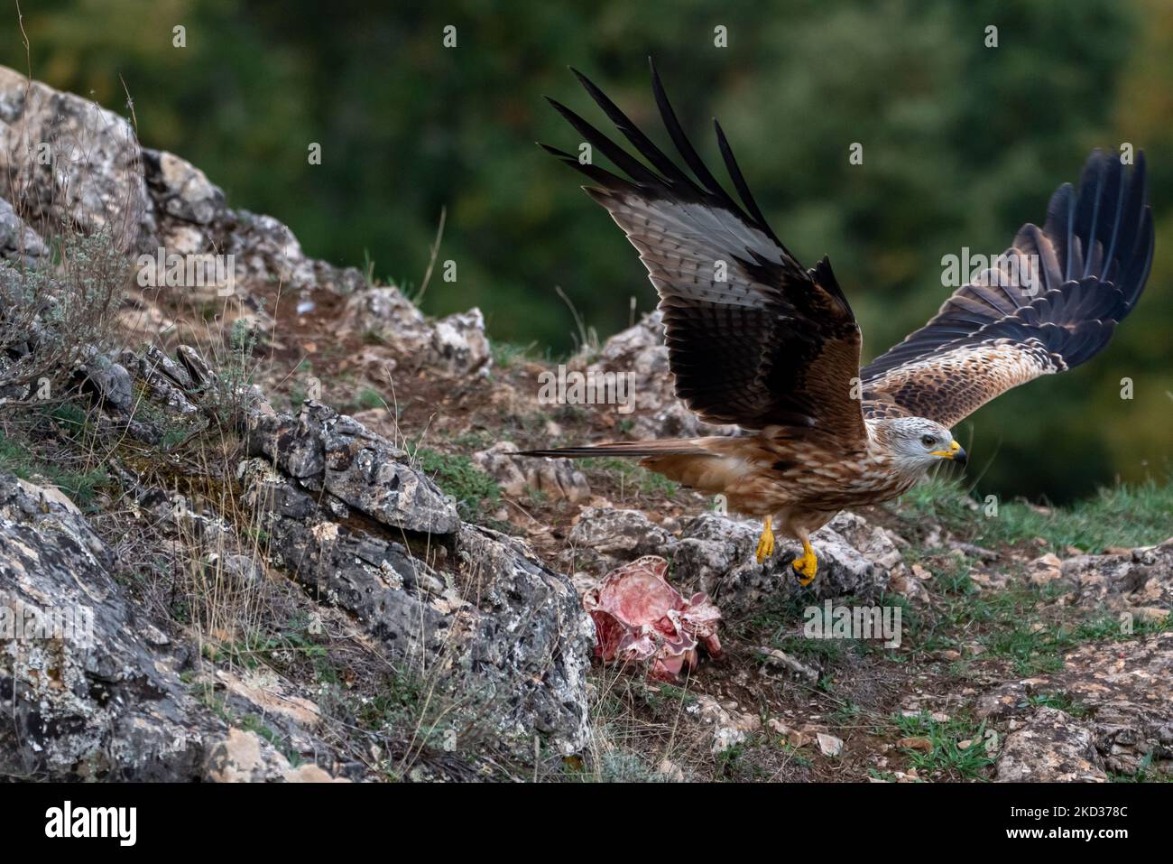 A closeup of a kite hawk flying low close to the ground Stock Photo - Alamy