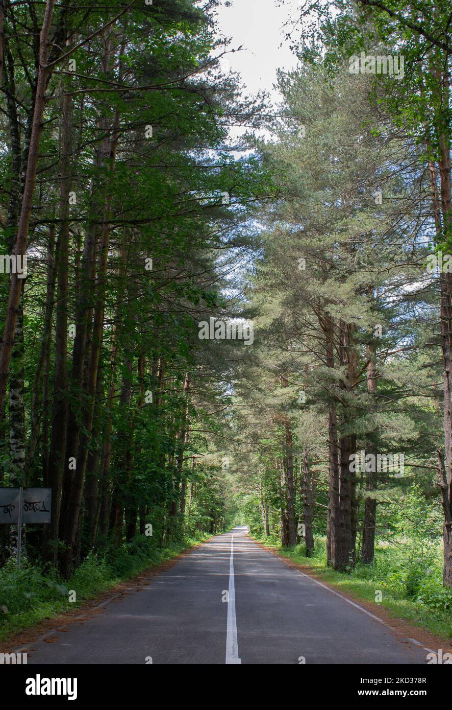 A vertical shot of a straight road lined with trees in Dombay, Karachay ...