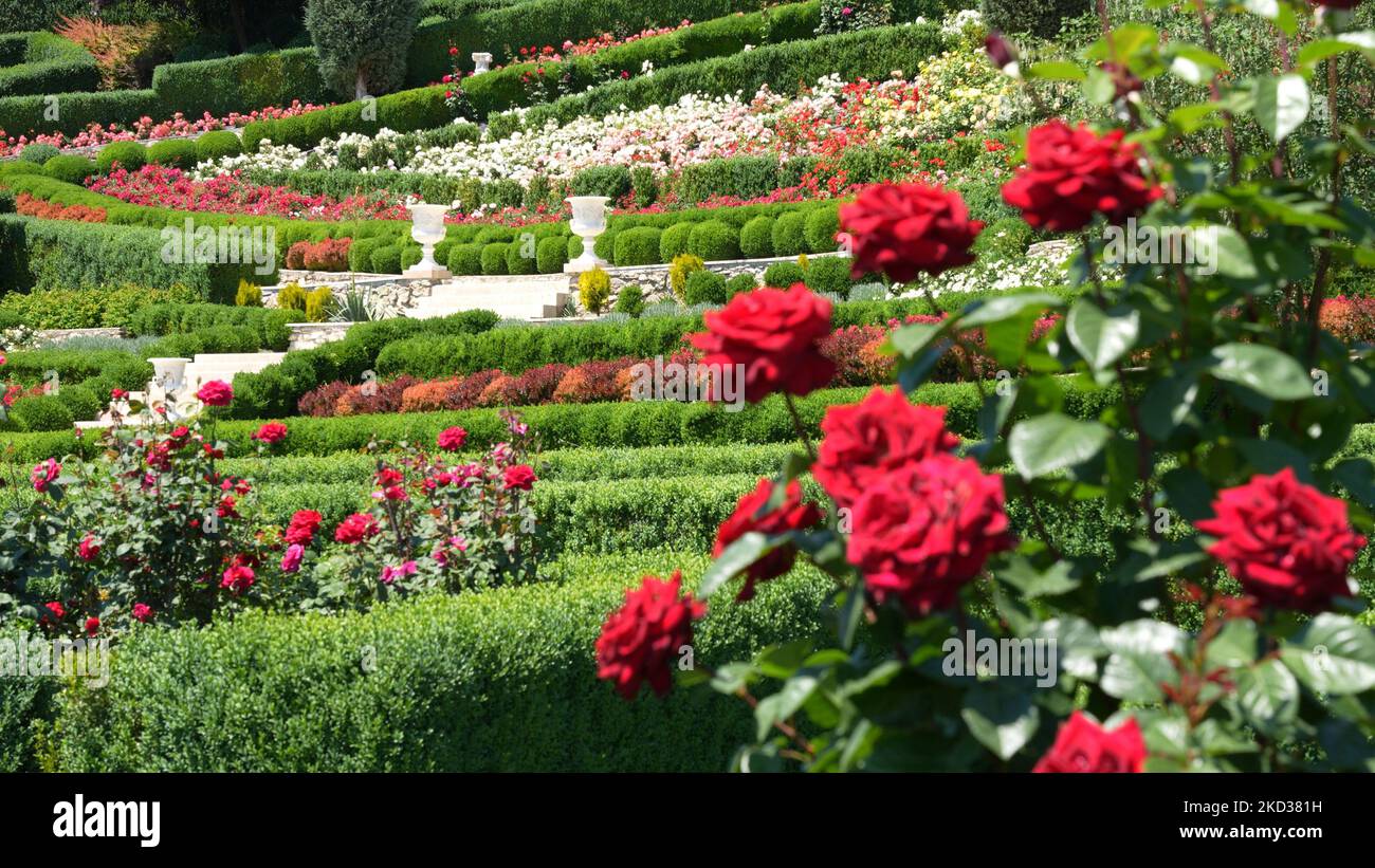 The beautiful garden with colorful flowers and green hedges Stock Photo ...