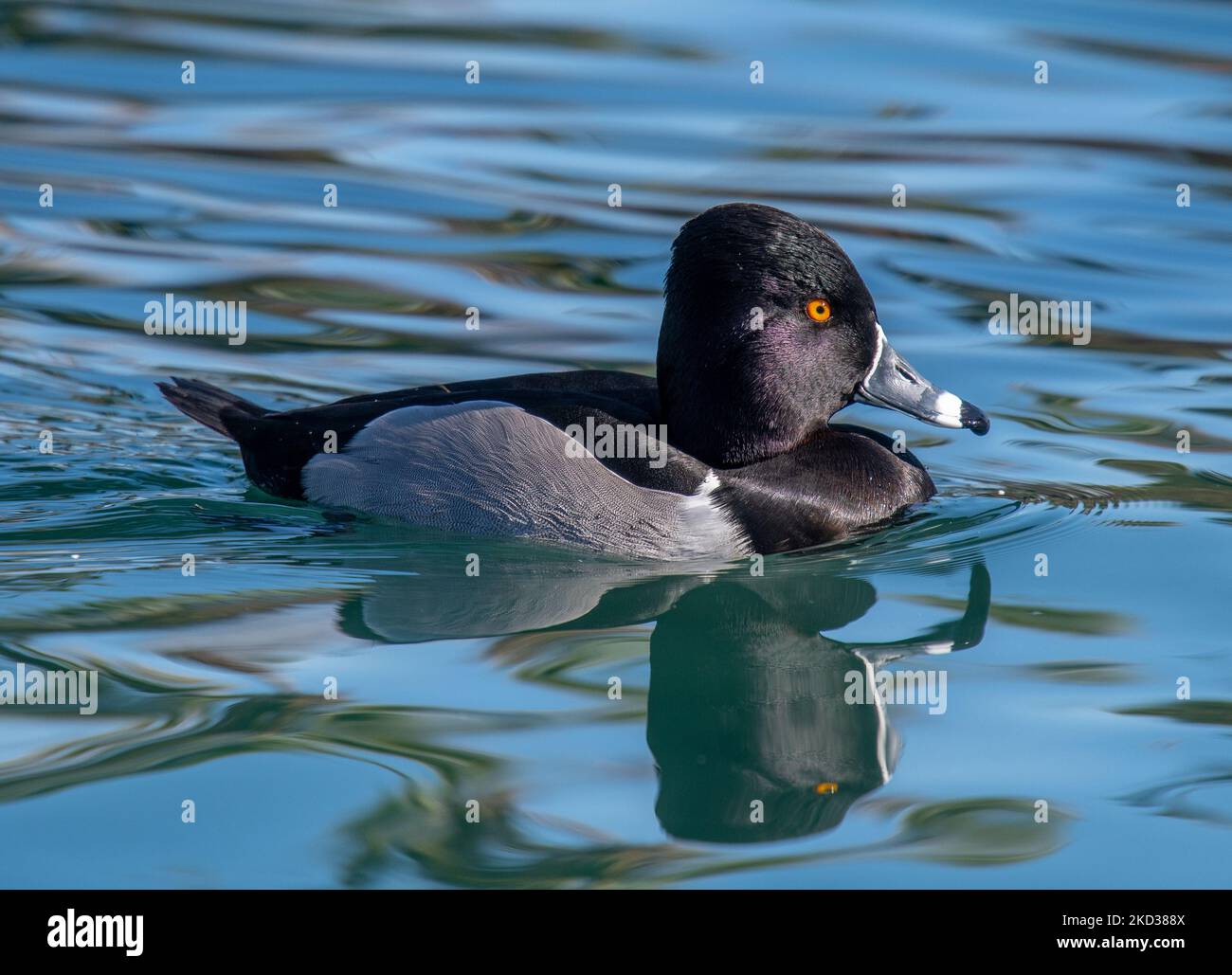 A beautiful male Ring-necked Duck captured swimming in the waters of an ...