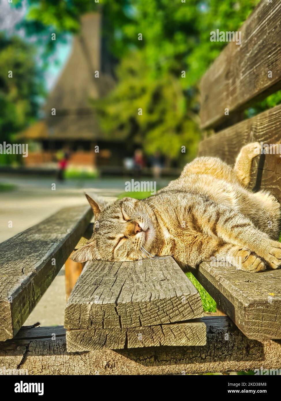 Vertical shot sleeping cat hi-res stock photography and images - Alamy