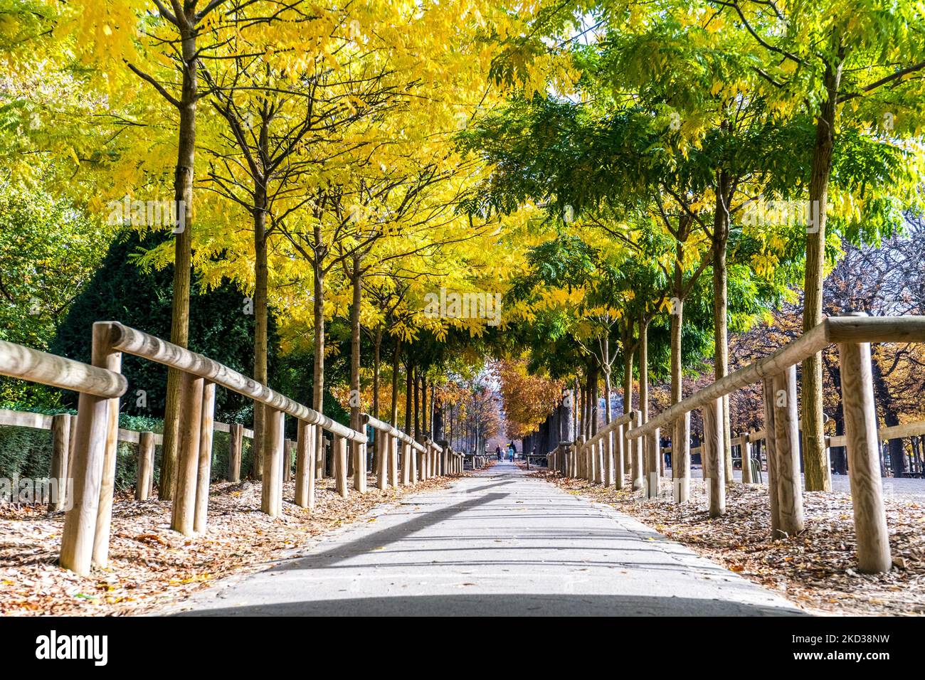 A path in a park with wooden railing and tall green and yellow trees ...