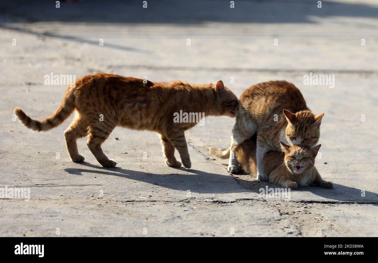 Cats are seen in the Gaza port, Gaza City, on February 22 , 2022 ...