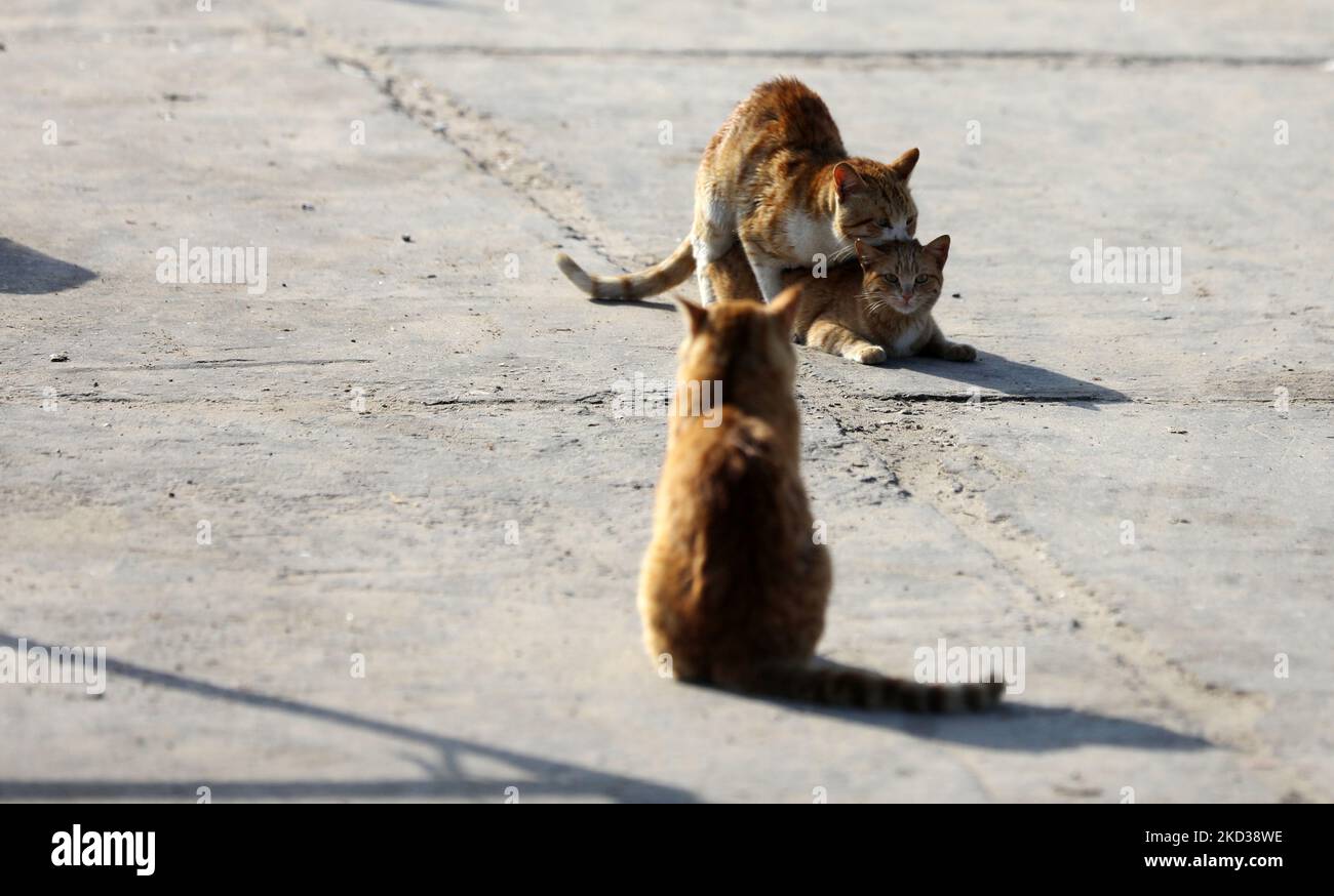 Cats are seen in the Gaza port, Gaza City, on February 22 , 2022 ...