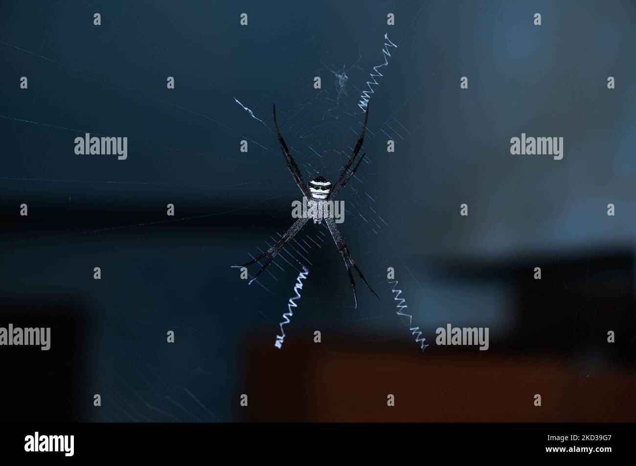 Argiope anasuja, is a species of harmless orb-weaver spider (family ...