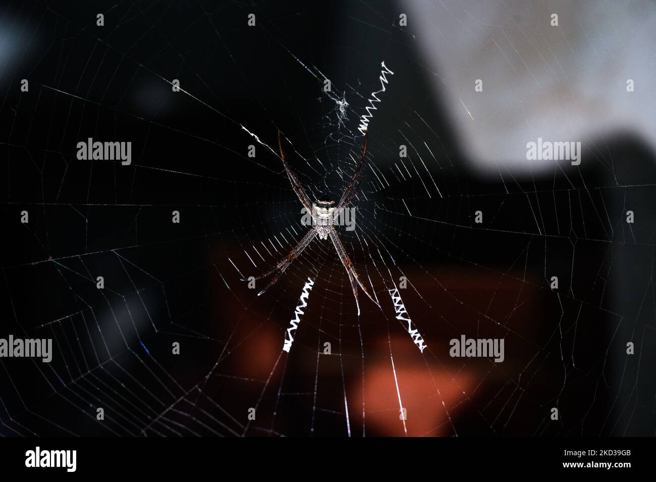 Harmless orb weaver spider hi-res stock photography and images - Alamy