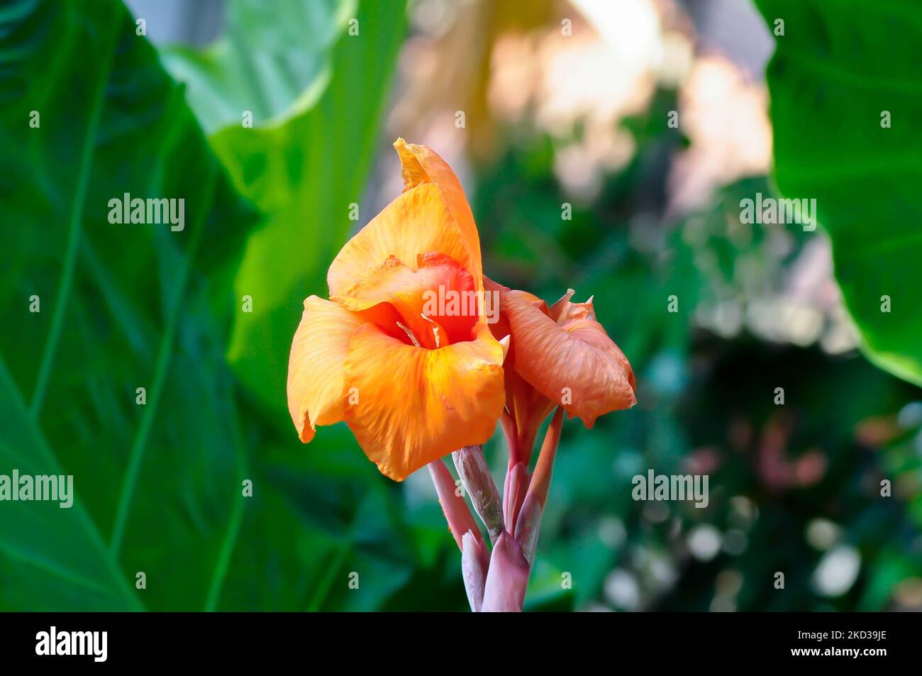 Indian shot, India short plant or India shoot or Butsarana or Cannas or ...