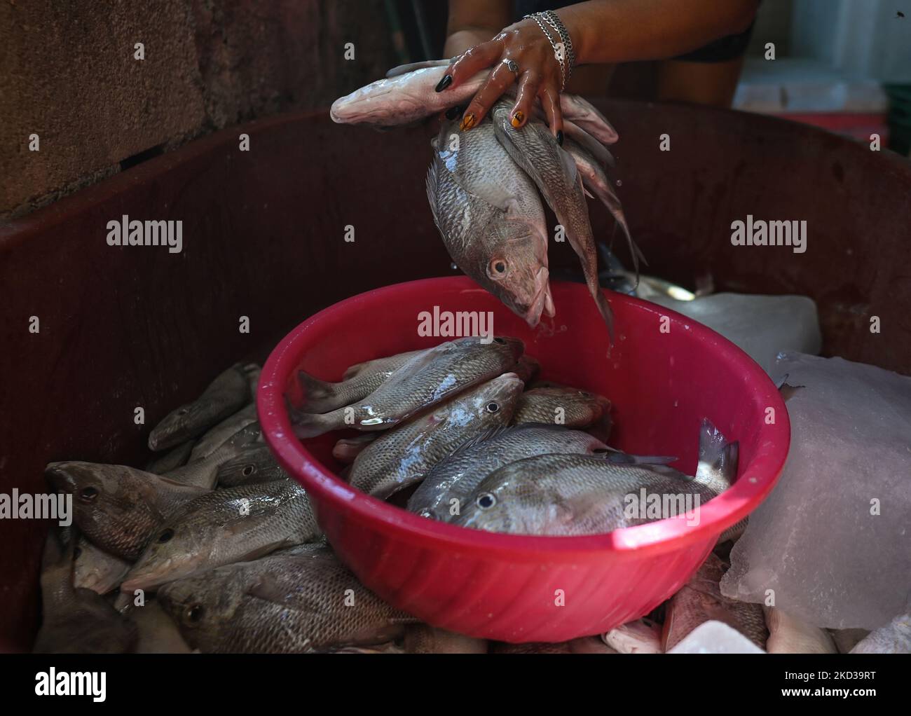 Mexico celestun fish hi-res stock photography and images - Alamy