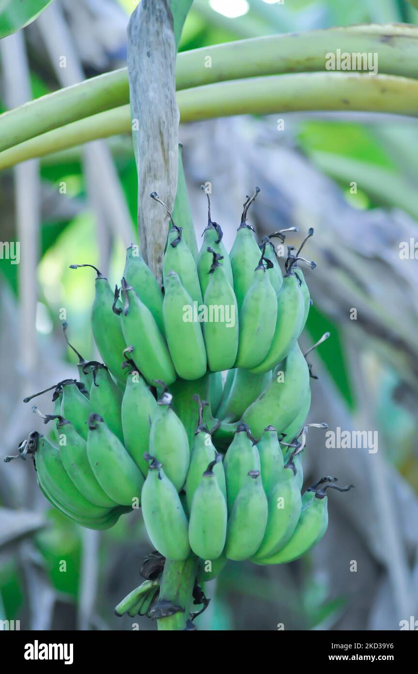banana ,banana seed or Cultivated banana or banana plant or Musa ...