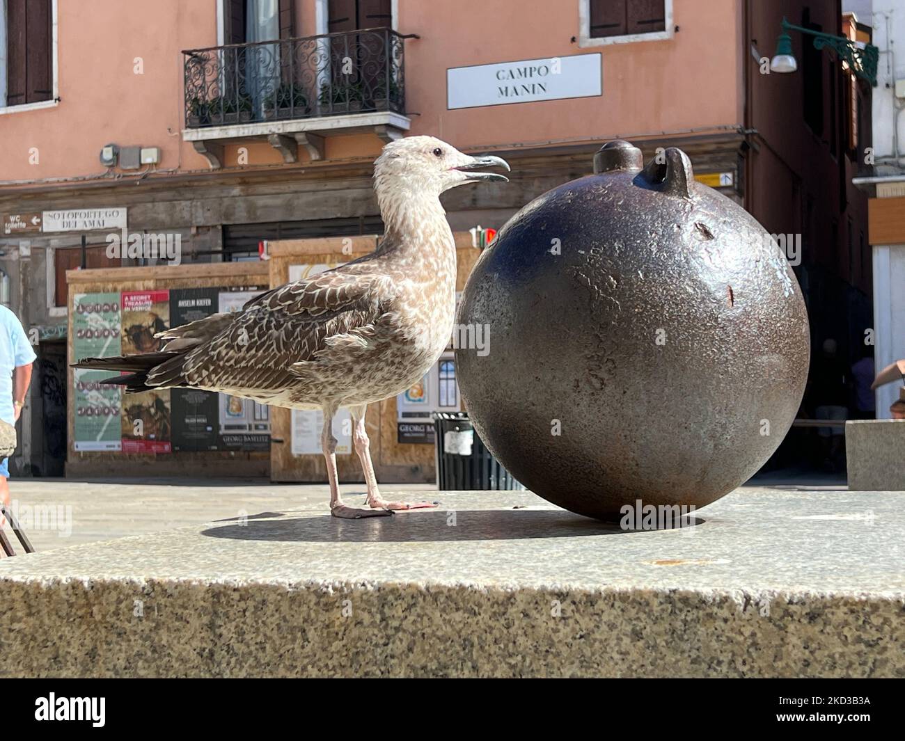 Seating gull hi-res stock photography and images - Alamy
