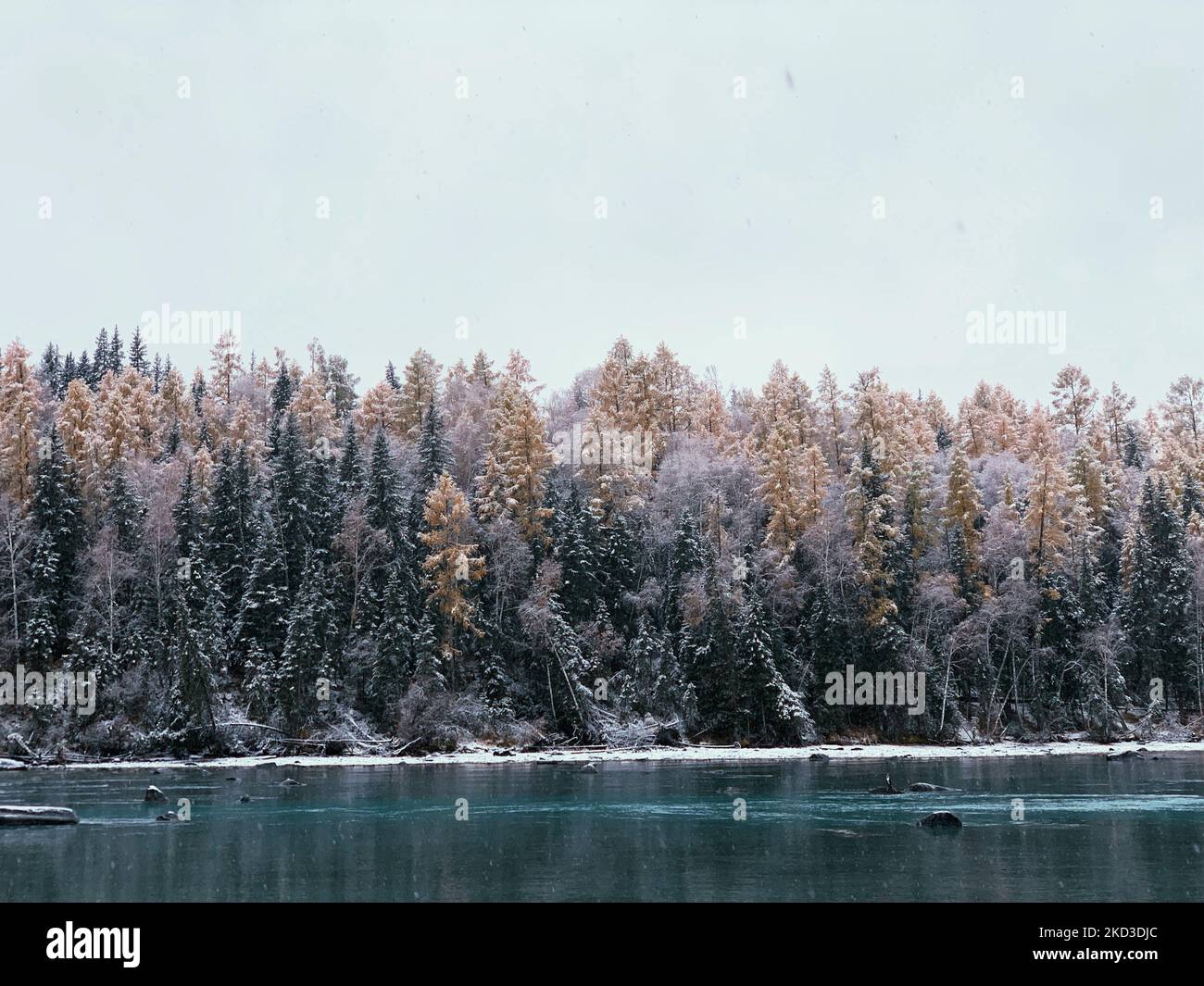 Deciduous snowy forest by a peaceful lake Stock Photo - Alamy