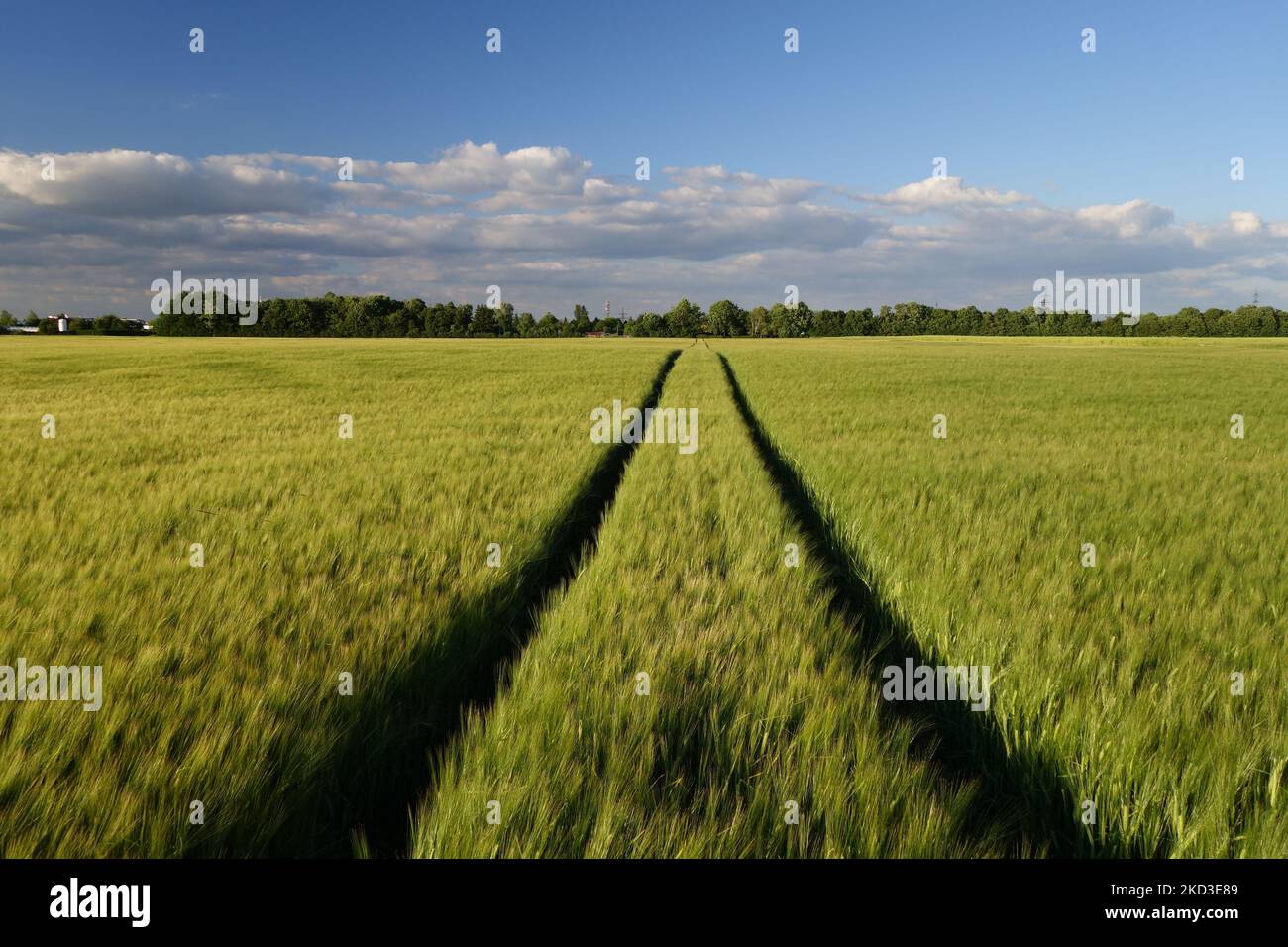 The two parallel lines in a green wheat field Stock Photo - Alamy