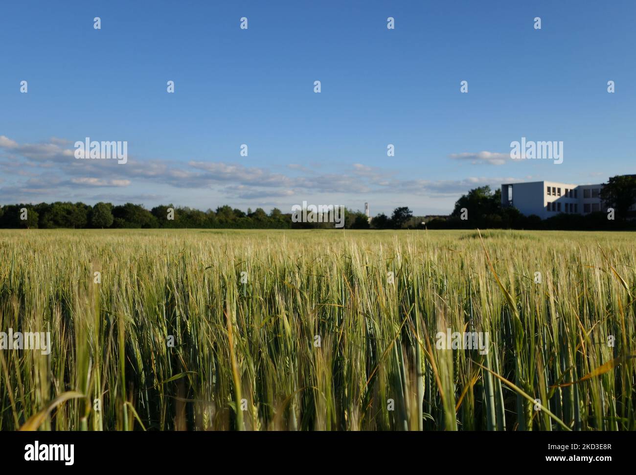 The green wheat spikes in a field with trees and a white building on ...