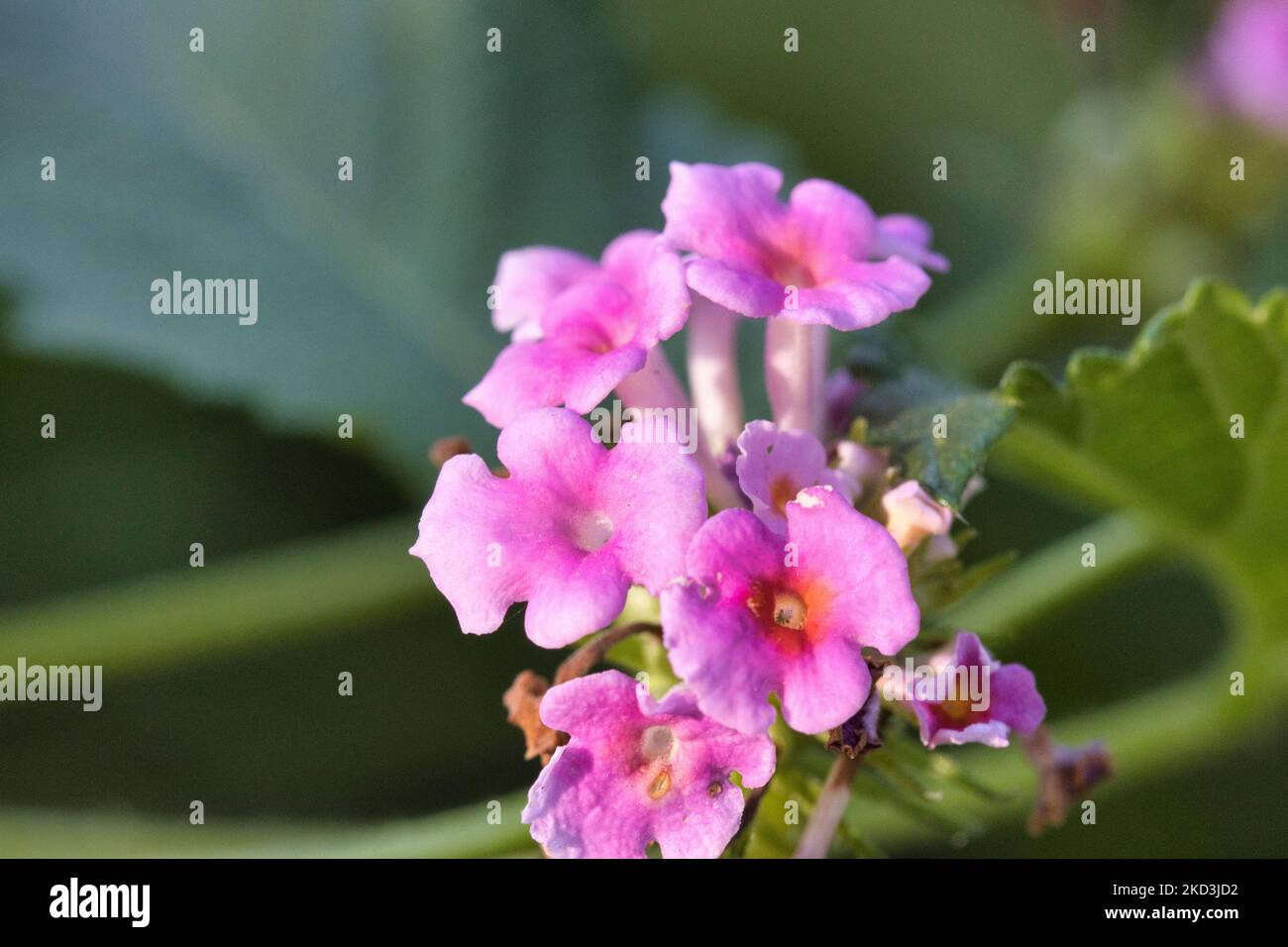 A selective focus of pink (Lantana camara) common lantana flowers in a ...