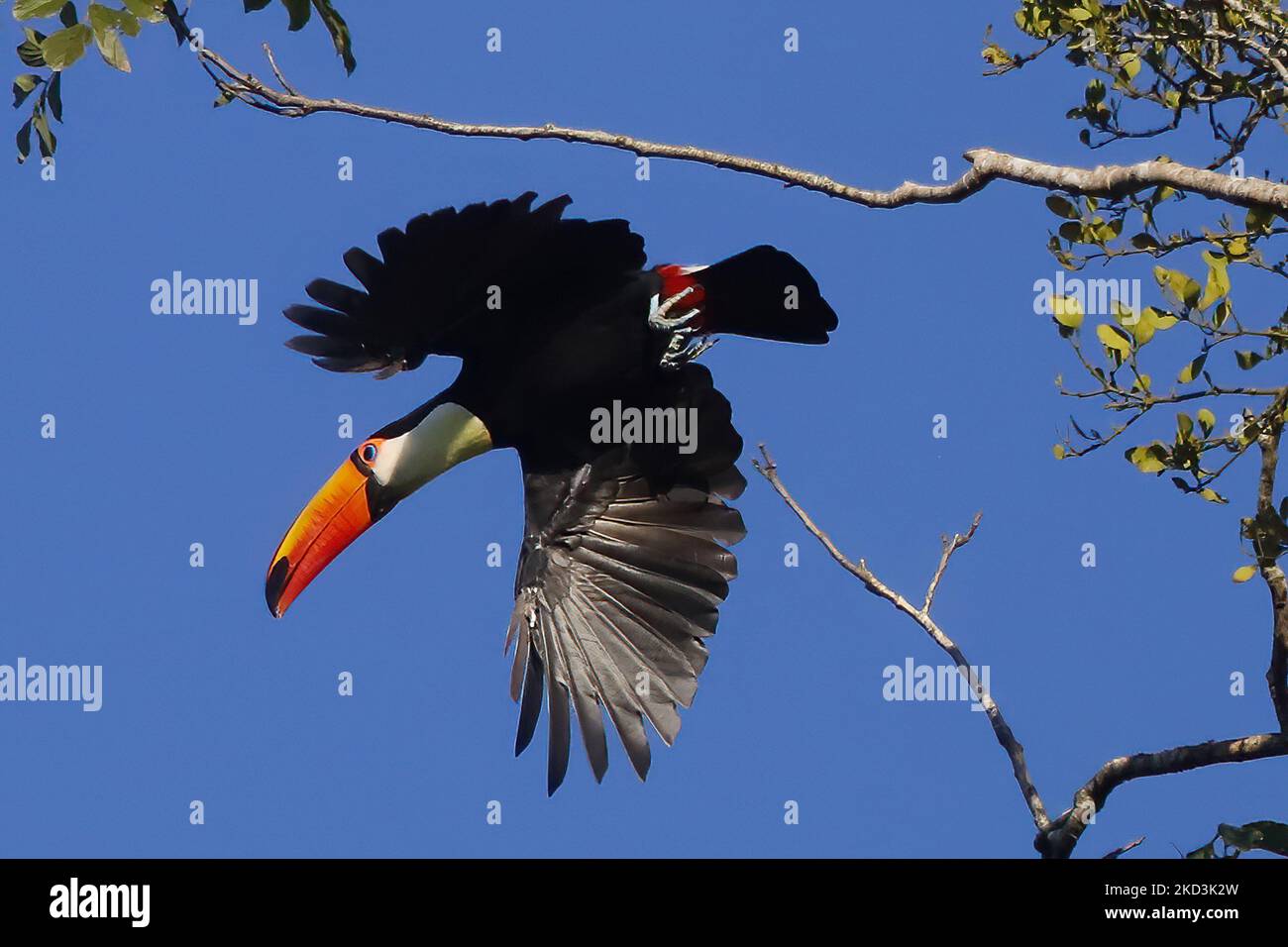 A low angle of a Toco toucan, Ramphastos toco captured flying against the blue sky Stock Photo ...