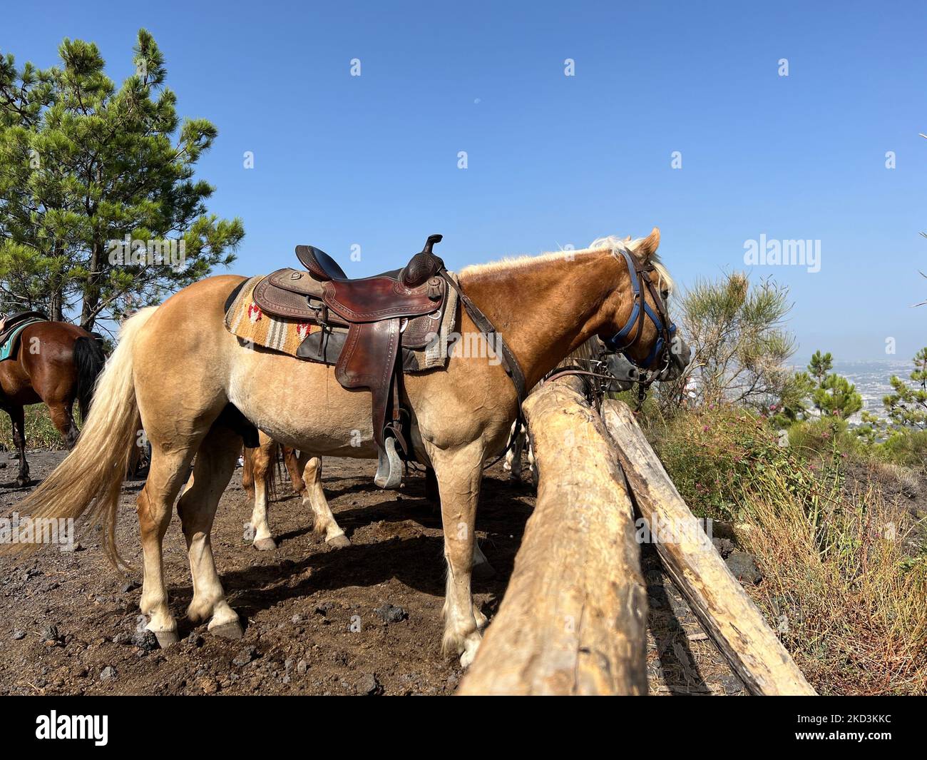 Horse Riding on Mount Vesuvius, Naples, Italy Stock Photo - Alamy
