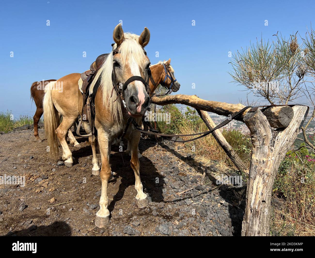 Horse Riding on Mount Vesuvius, Naples, Italy Stock Photo - Alamy