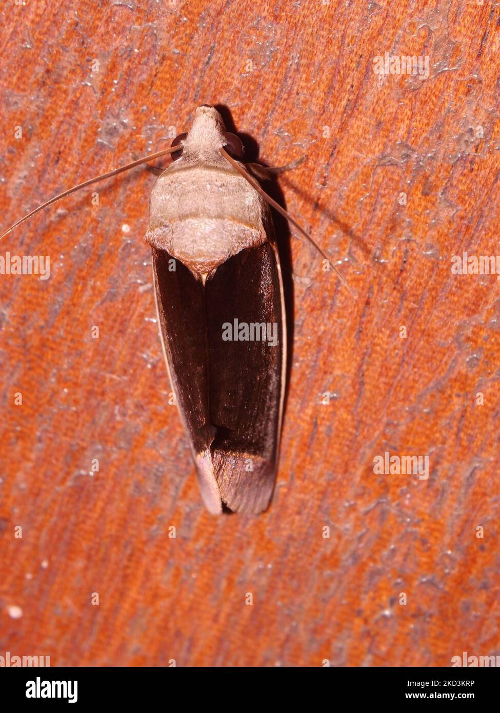 Armyworm moth hi-res stock photography and images - Alamy