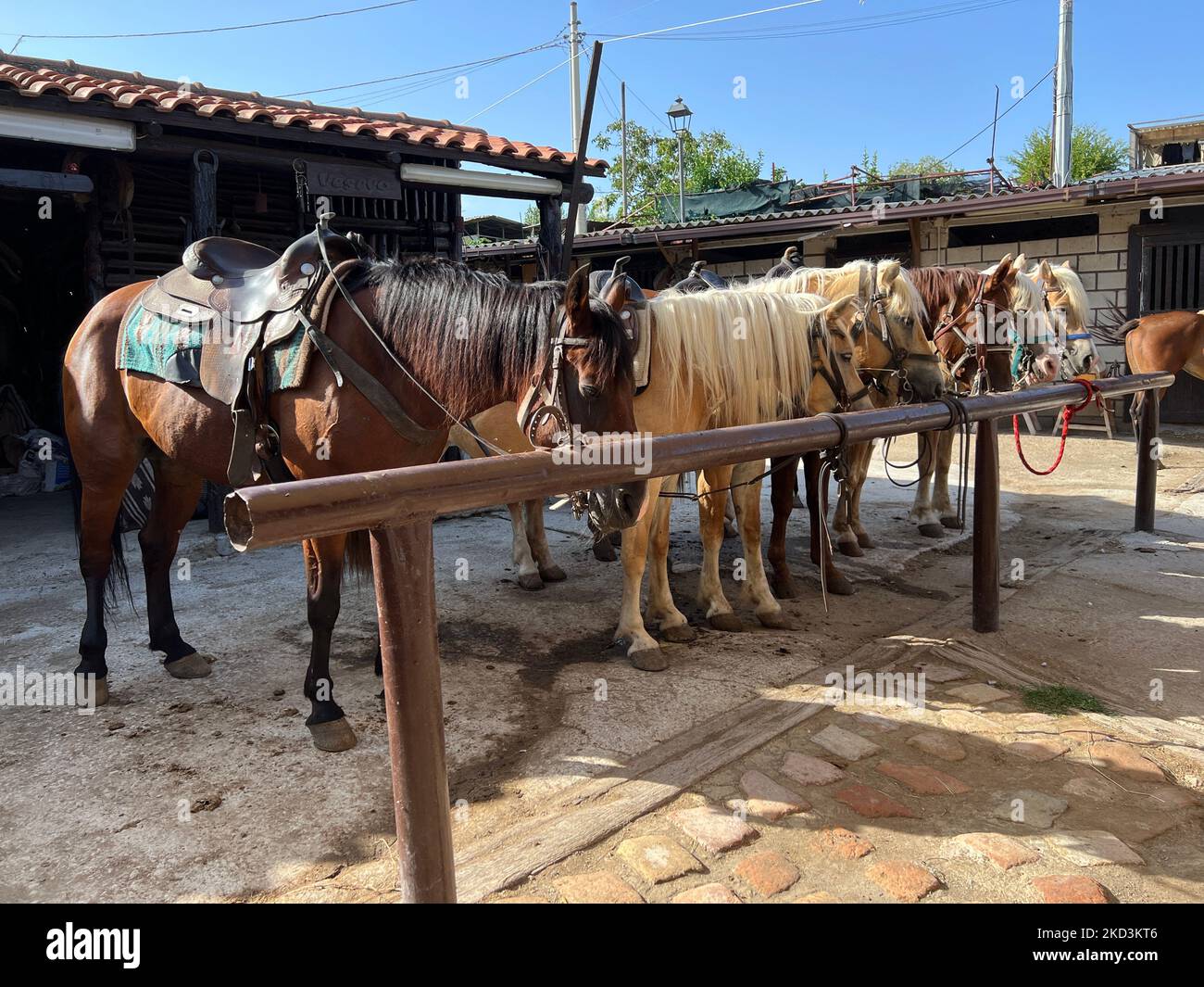 Horse Riding on Mount Vesuvius, Naples, Italy Stock Photo - Alamy