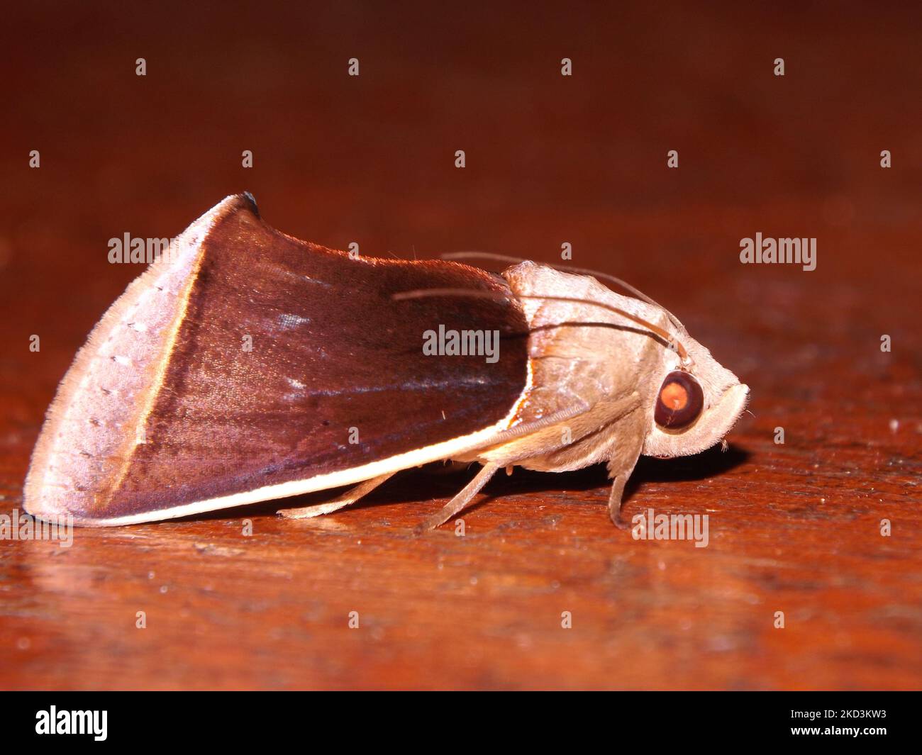 a owlet moth or cutworm or armyworm moth (family Noctuidae) Gonodonta ...