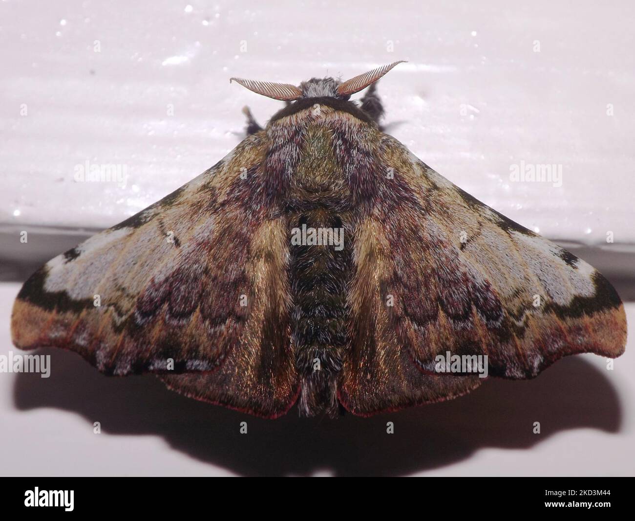 a tropical silk moth (family Bombycidae) Bombycinae - Quentalia ephonia ...
