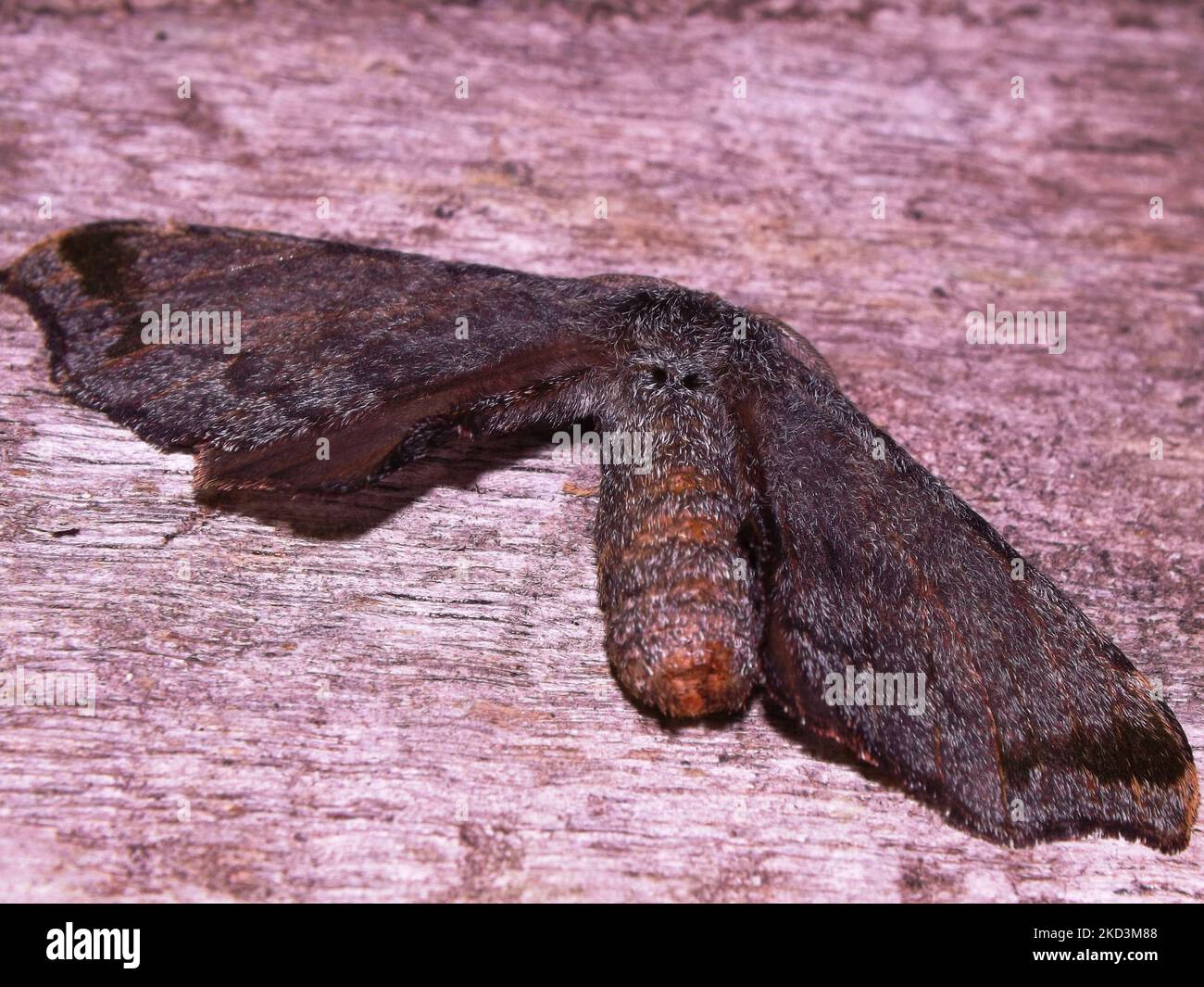 a tropical silk moth (family Bombycidae) indeterminate species isolated ...