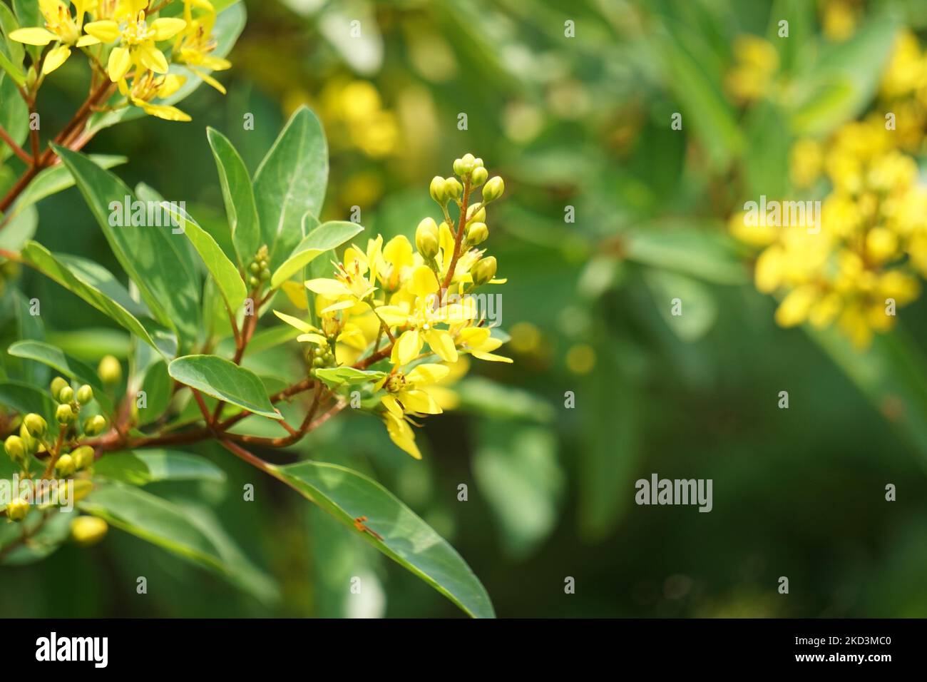 Galphimia glauca (Also called Rain of gold) flower. The plant’s dried ...