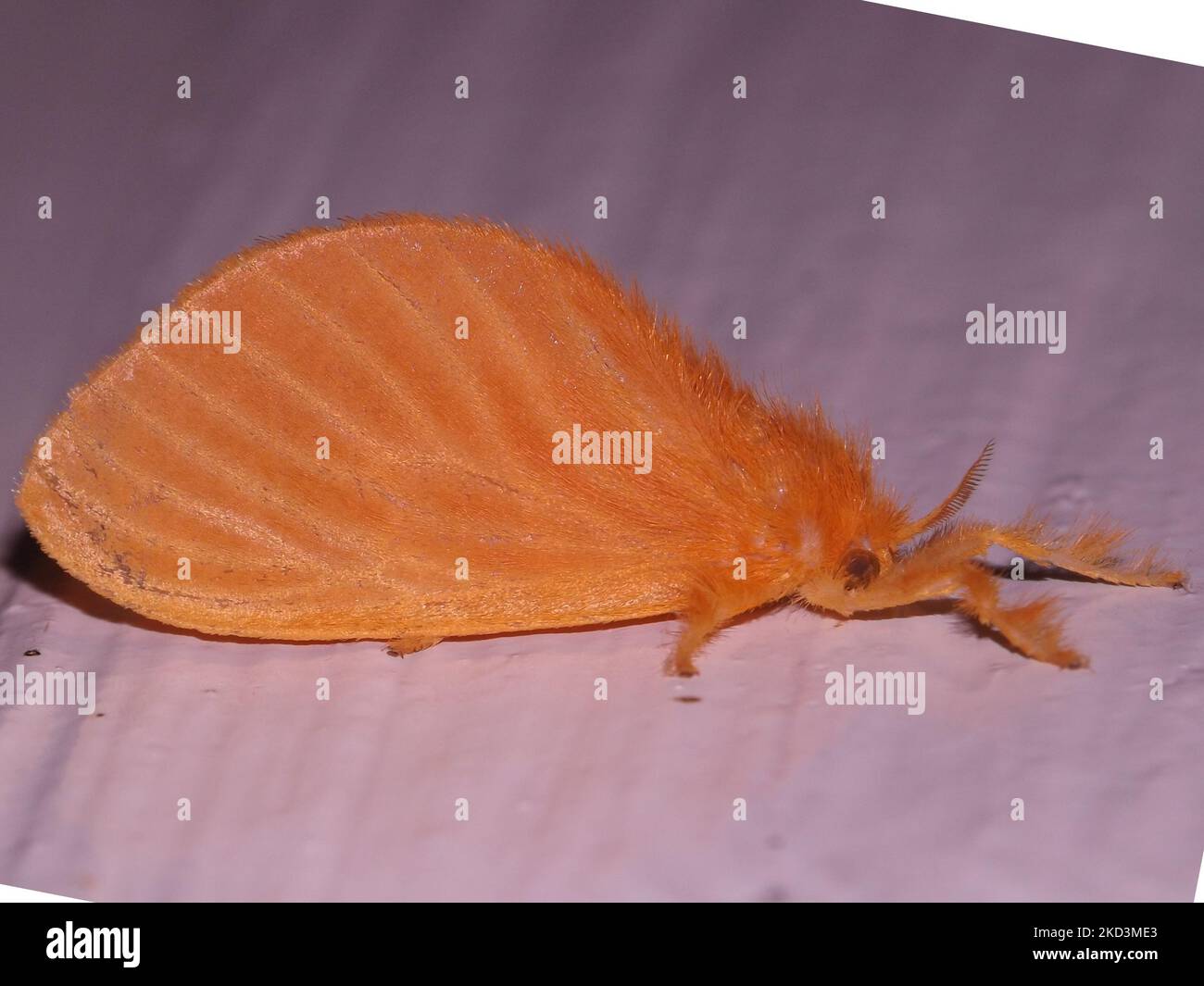 Dalcerid Moth (Tangerine Furry-Legs moth) (Family Dalceridae) Acraga ...