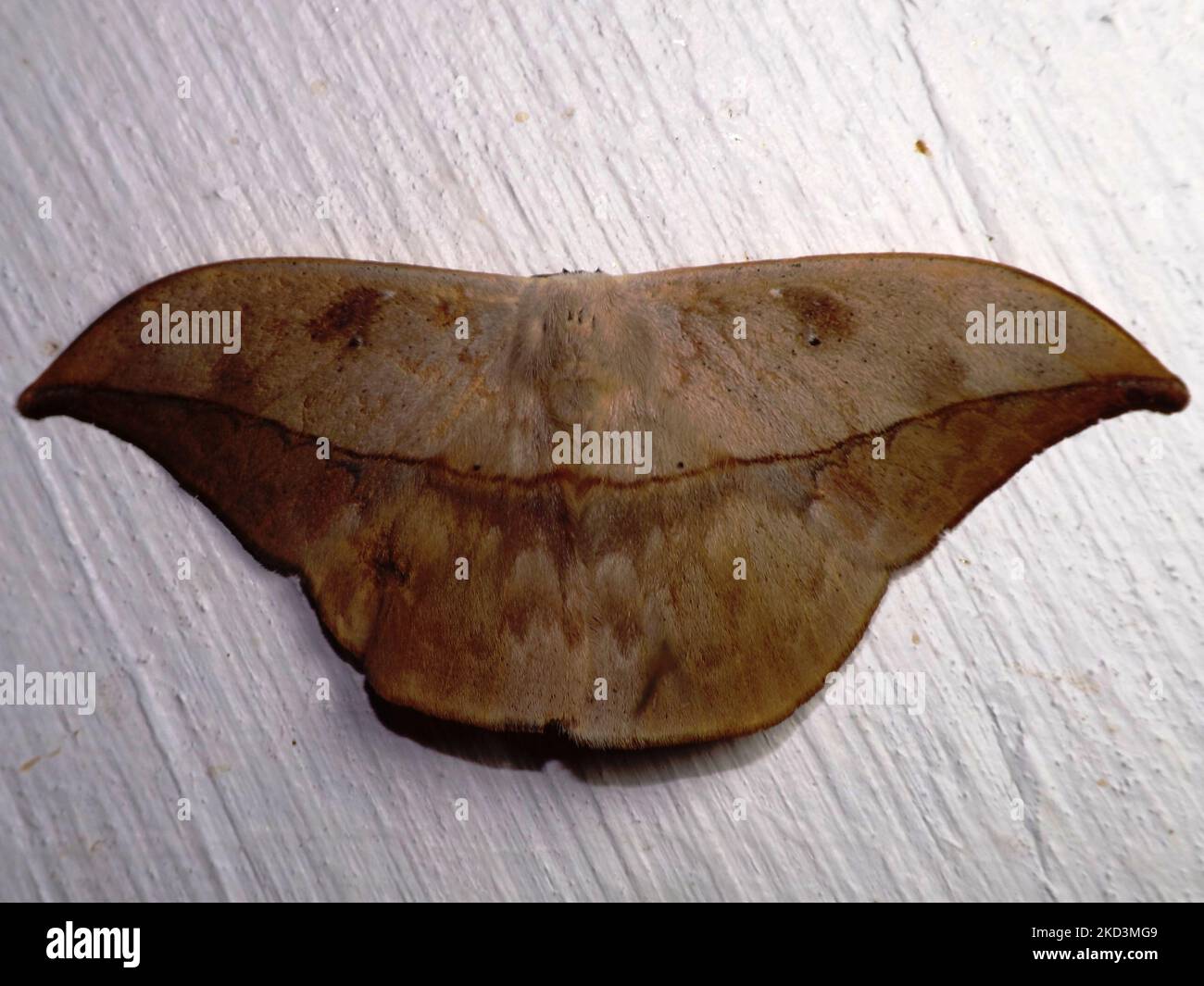 Dead-leaf Moth (Oxytenis modestia) Family Saturniidae species isolated ...