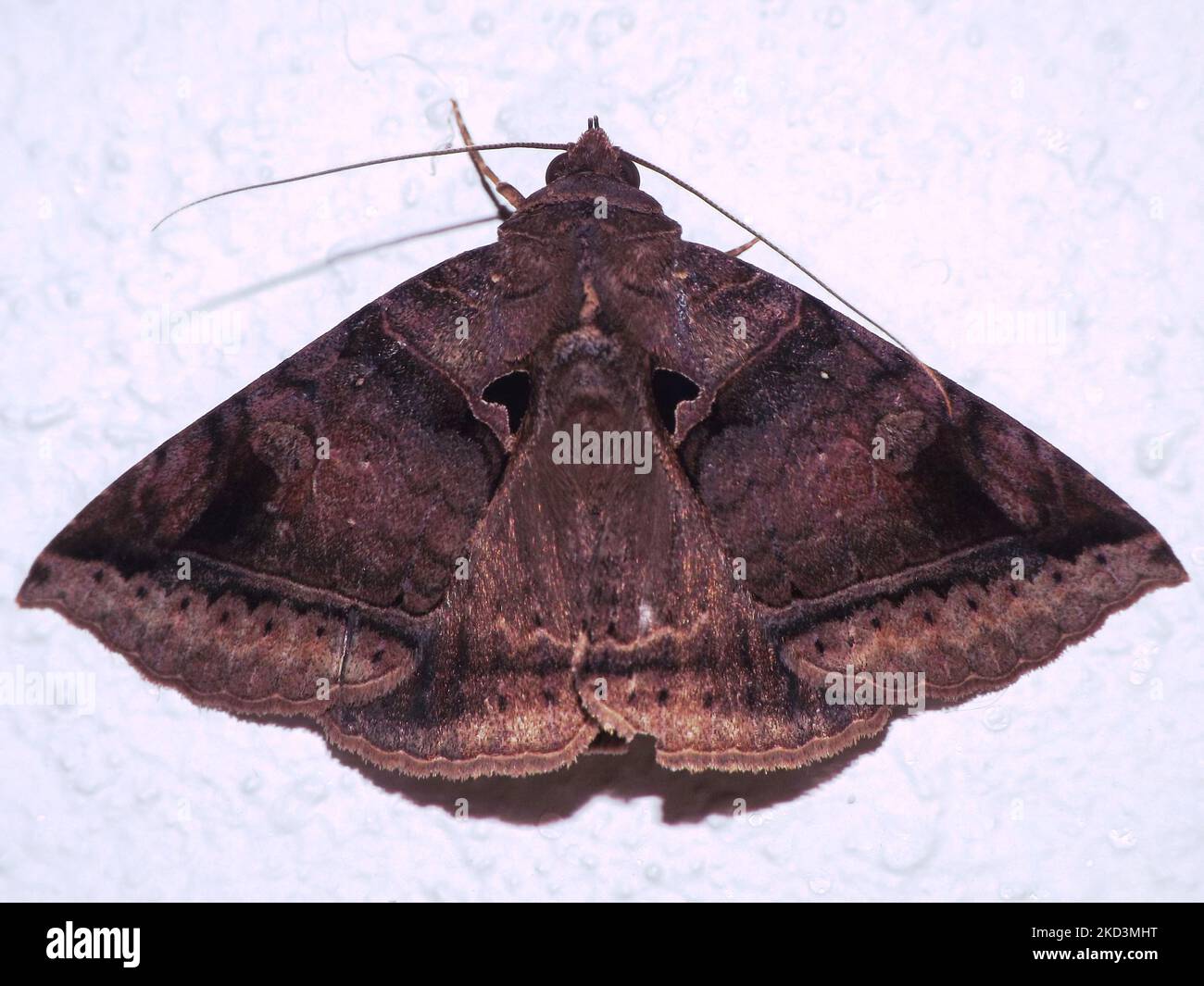 Erebid moth (family Erebidae) Anobinae species isolated on a white ...