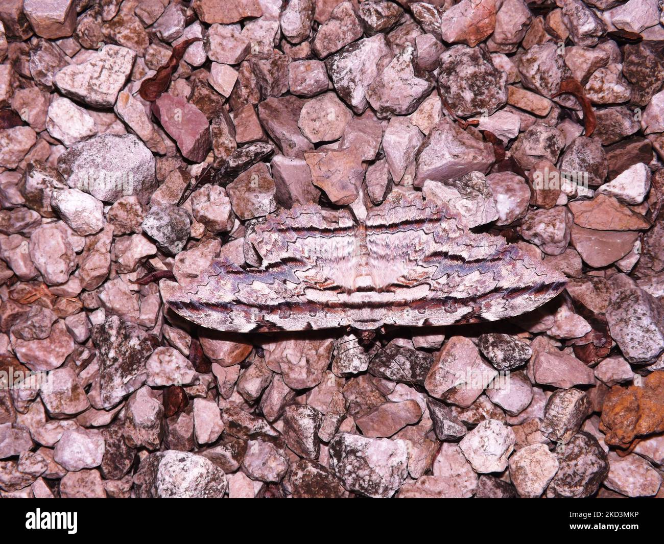 Erebid moth (family Erebidae) Calpinae - Letis species isolated on a ...