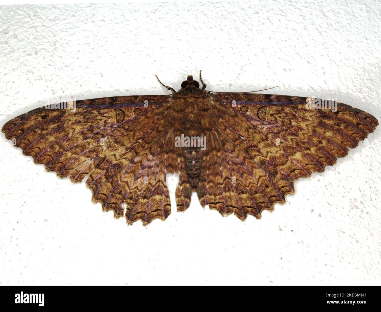 Erebid moth (family Erebidae) Calpinae - Letis species isolated on a ...