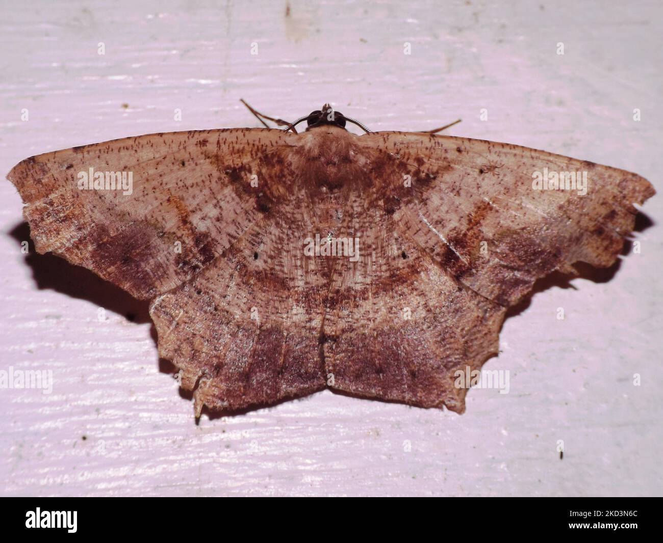 Geometer moth (family Geometridae) Ennominae species isolated on a ...