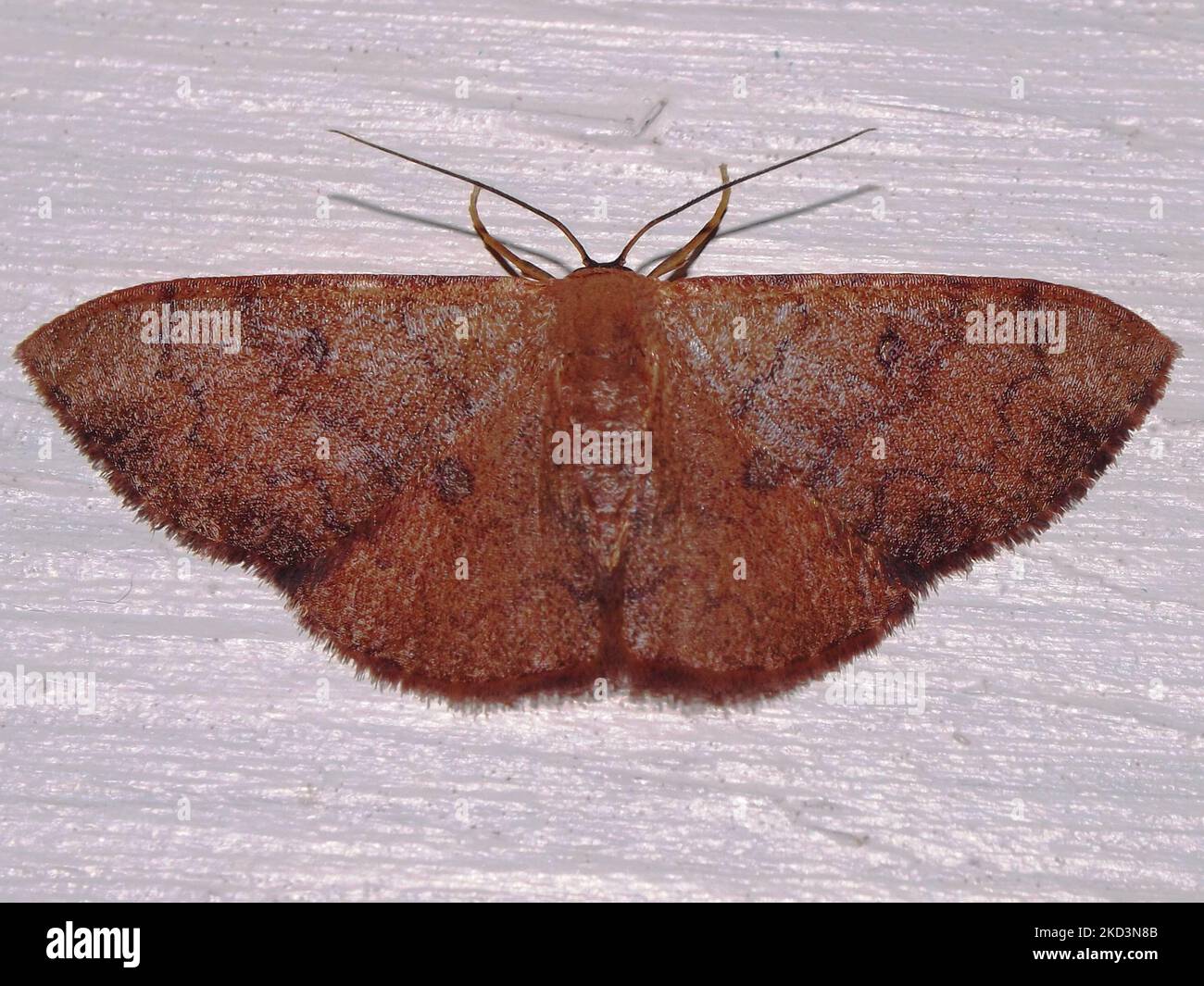 Geometer moth (family Geometridae) Ennominae species isolated on a ...
