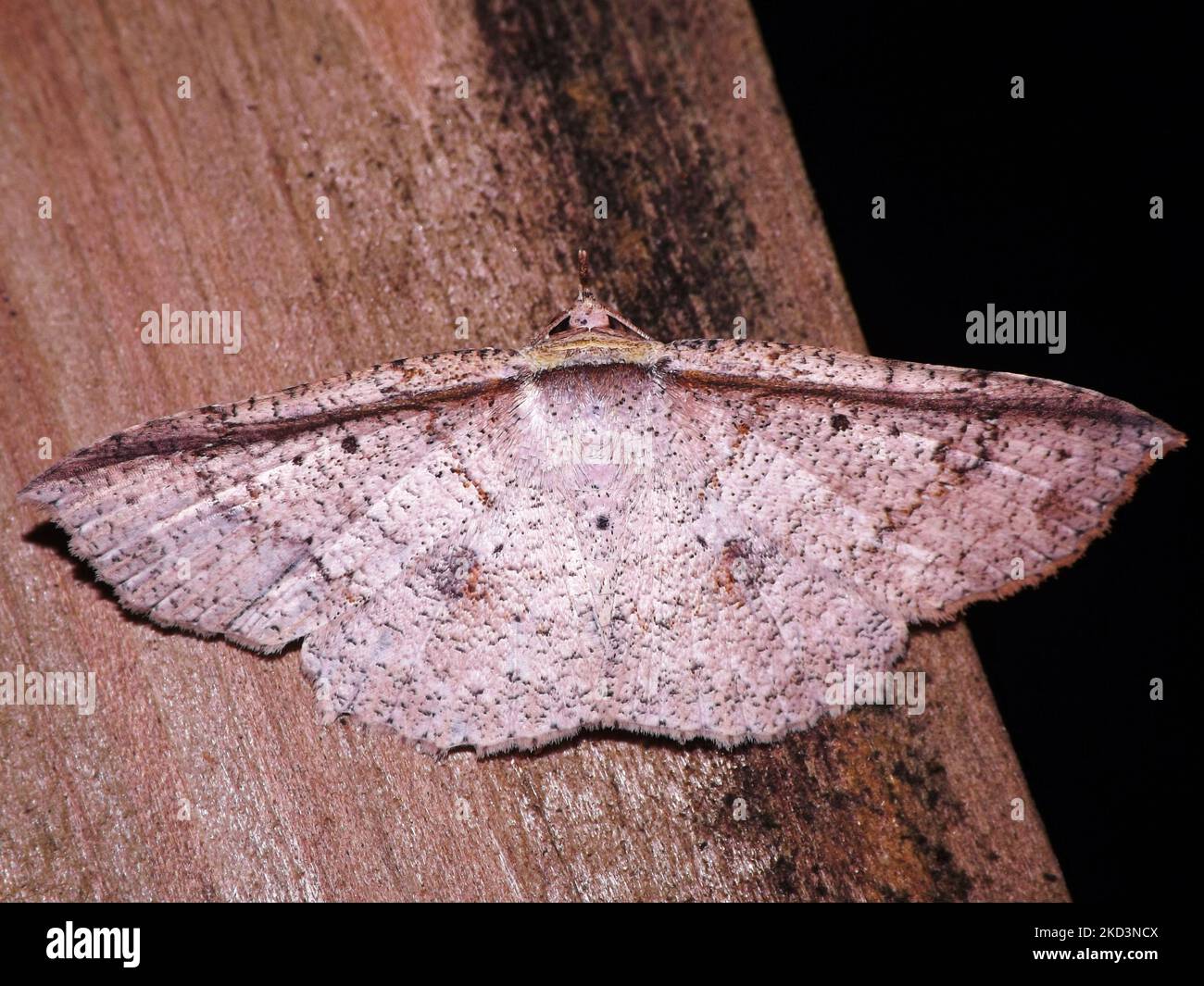 Owlet moth (Witch moth) (family Noctuidae) Letis species isolated on a ...