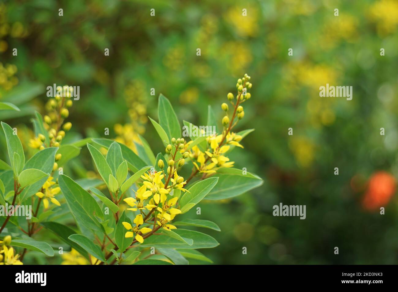 Galphimia glauca (Also called Rain of gold) flower. The plant’s dried ...