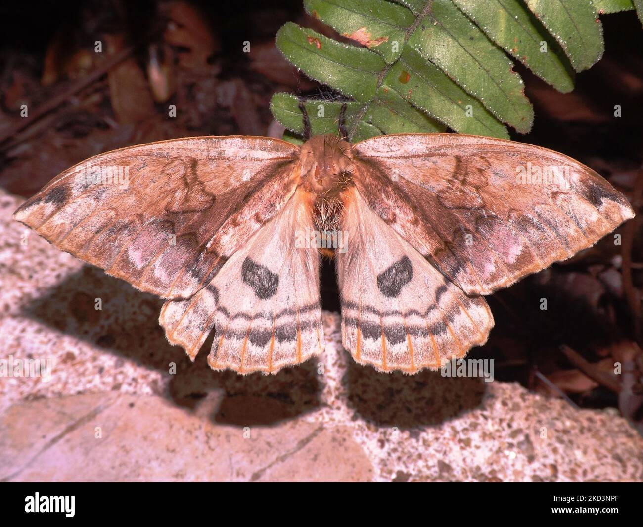 Saturniid moth (family Saturniidae) indeterminate species isolated on a ...