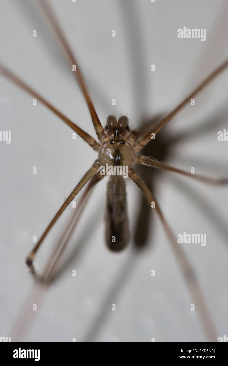 A vertical shot of a cellar spider with long legs isolated on a white ...