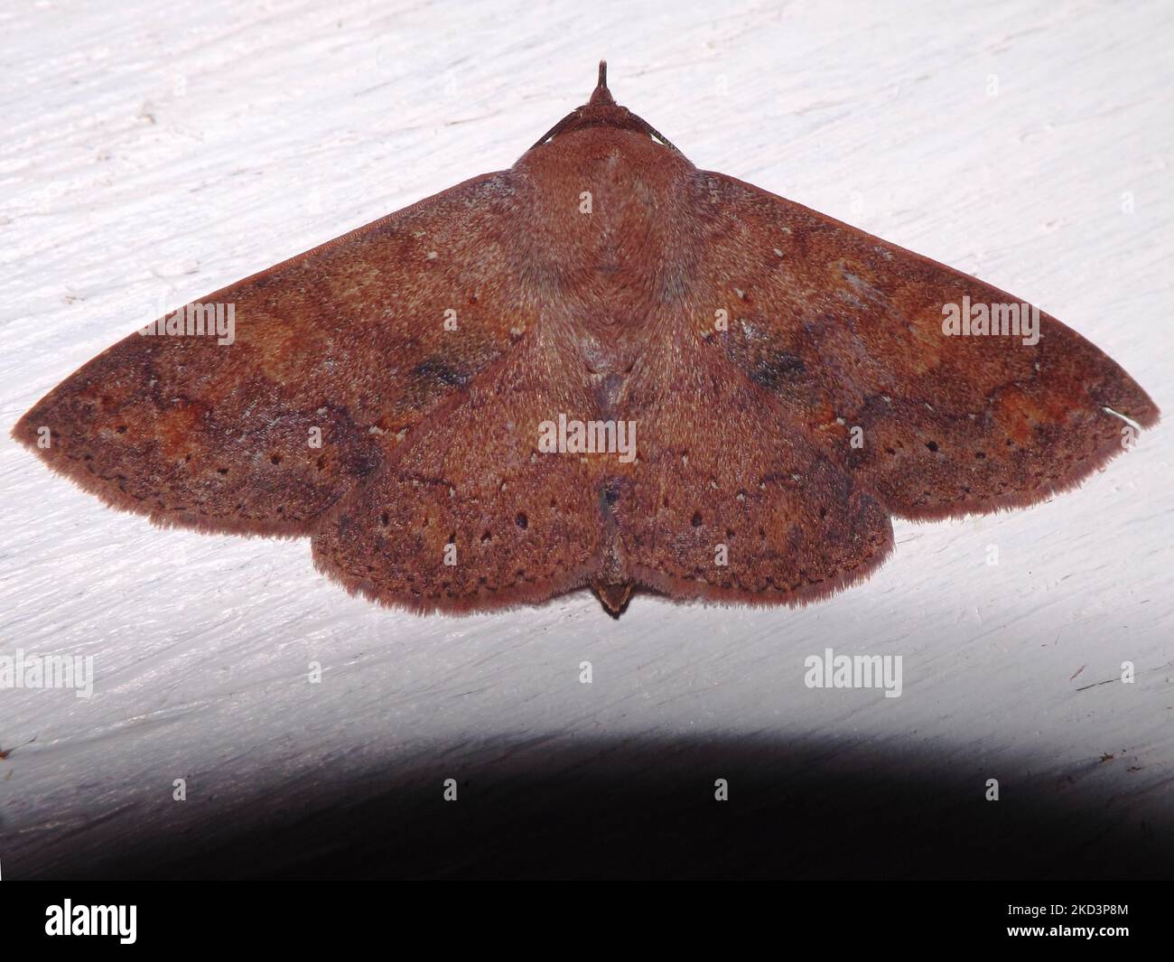 tropical moth indeterminate species isolated on a white background from ...