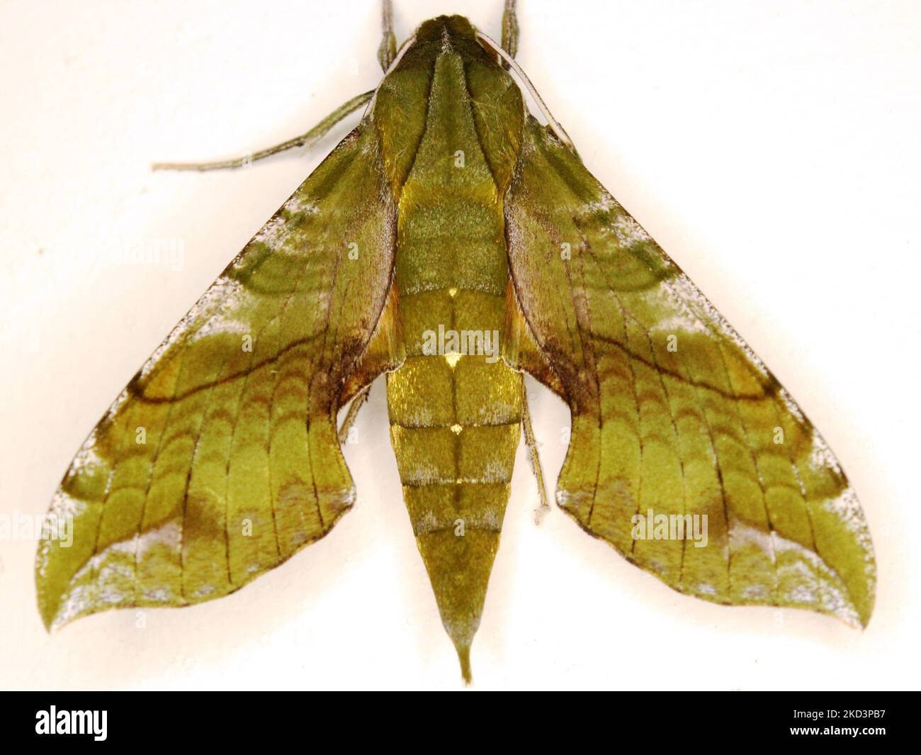 tropical moth indeterminate species isolated on a white background from ...