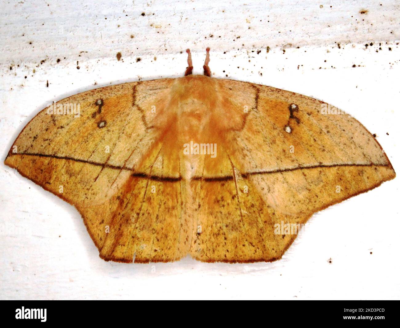 tropical moth indeterminate species isolated on a white background from ...