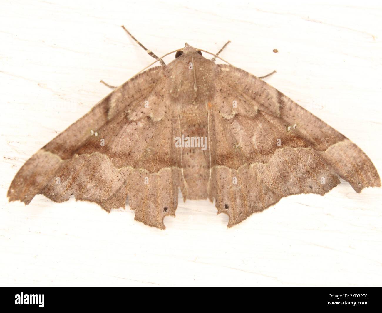 tropical moth indeterminate species isolated on a white background from ...
