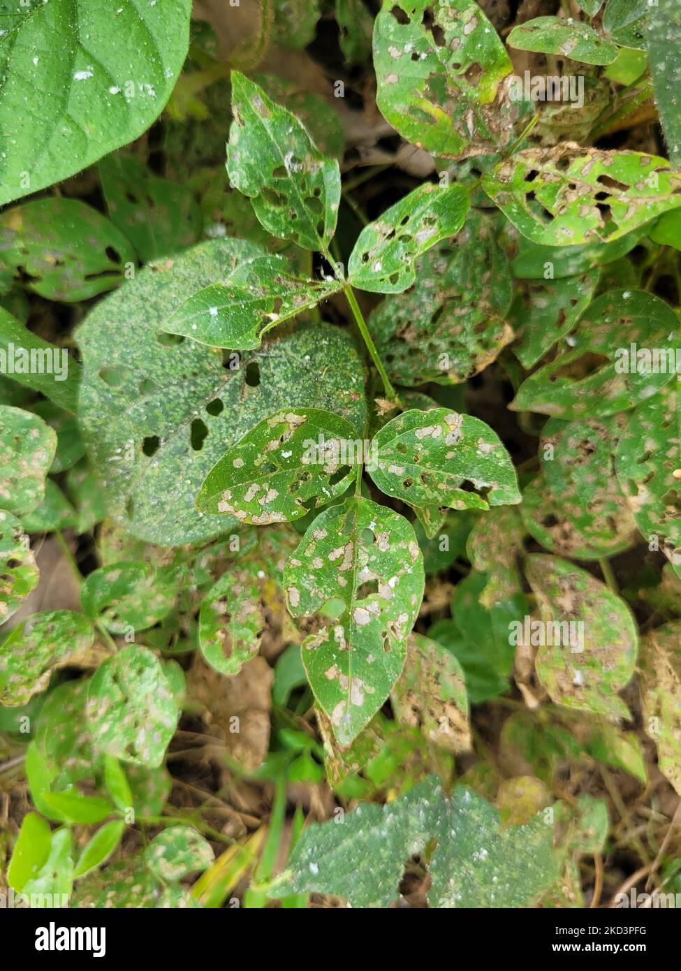 A vertical closeup shot of a plant with rotting leaves Stock Photo - Alamy