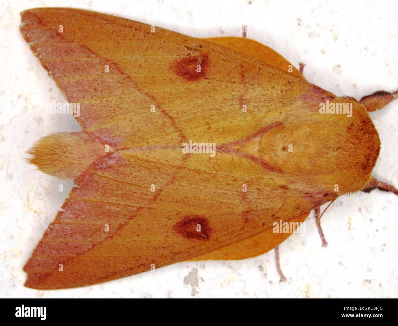 tropical moth indeterminate species isolated on a white background from ...