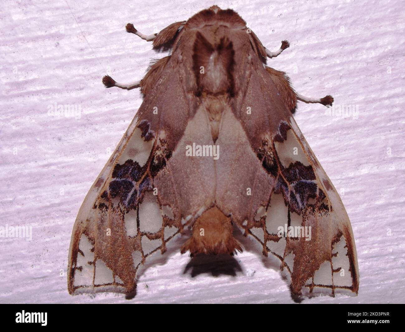 tropical moth indeterminate species isolated on a white background from ...