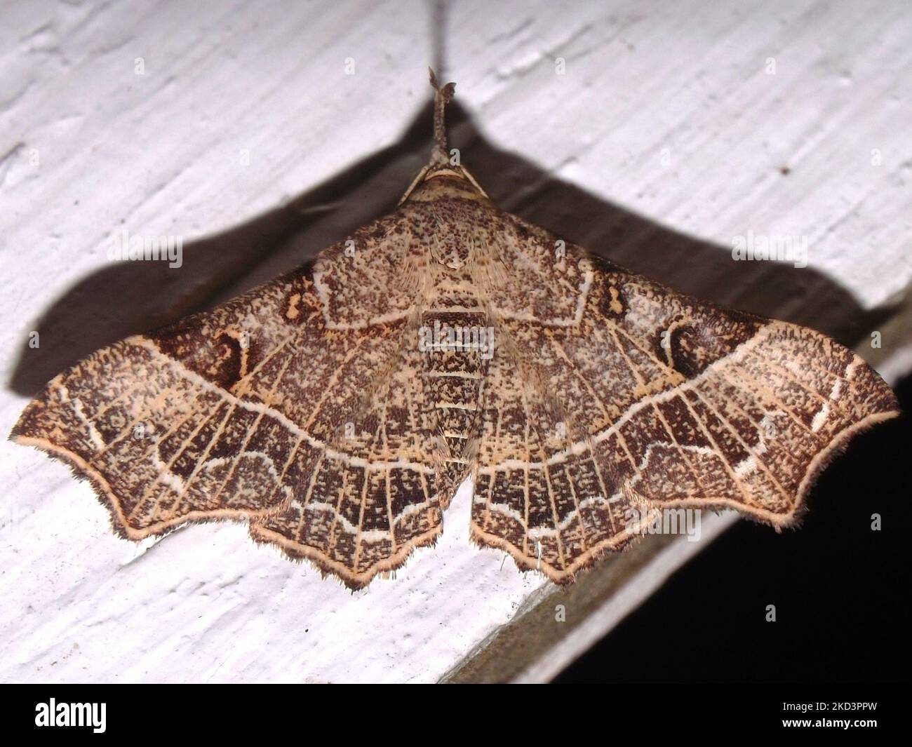 tropical moth indeterminate species isolated on a white background from ...